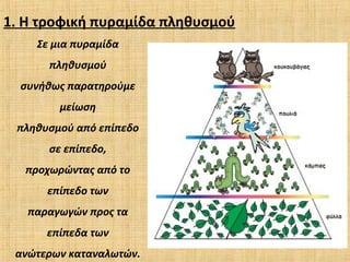 Τροφική... αλυσίδα, πλέγμα, πυραμίδα | PPT