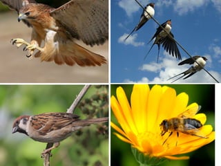 What is superfluous? | PPT