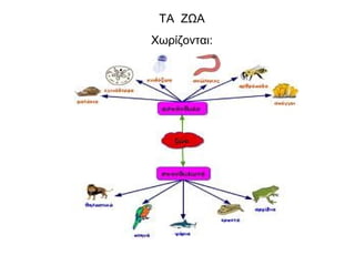 τα ζωα | PPT