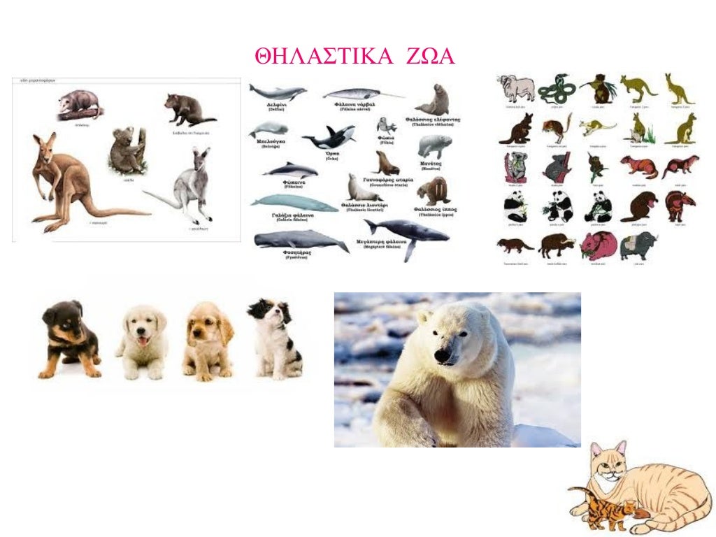 τα ζωα