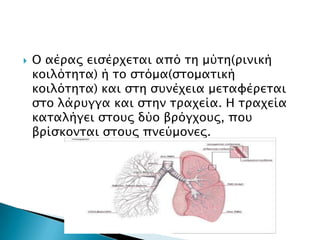 ΦΥΣΙΚΗ - ΑΝΑΠΝΕΥΣΤΙΚΟ ΣΥΣΤΗΜΑ -ΑΝΑΠΝΟΗ | PPT