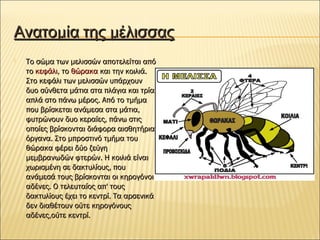 Μέλισσες (Α' 13-14) | PPT
