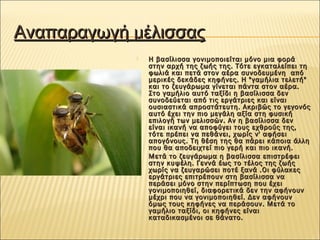 Μέλισσες (Α' 13-14) | PPT