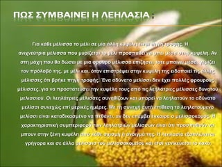Μέλισσες (Α' 13-14) | PPT