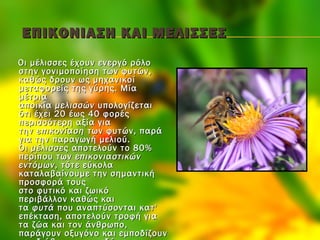 Μέλισσες (Α' 13-14) | PPT