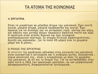 Μέλισσες (Α' 13-14) | PPT