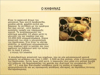 Μέλισσες (Α' 13-14) | PPT