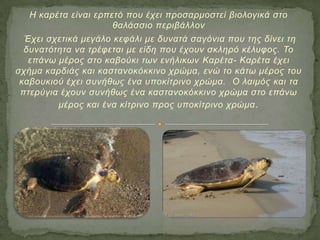 χελωνα καρετα καρετα | PPTX