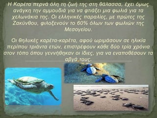 χελωνα καρετα καρετα | PPTX
