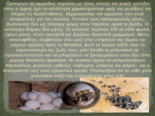 χελωνα καρετα καρετα | PPTX