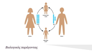 Oι Διαφορές των Φύλων | PDF