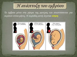 αναπαραγωγικό σύστημα | PPT