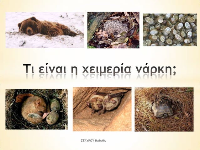 Πέφτουν σε χειμερία νάρκη | PPTX