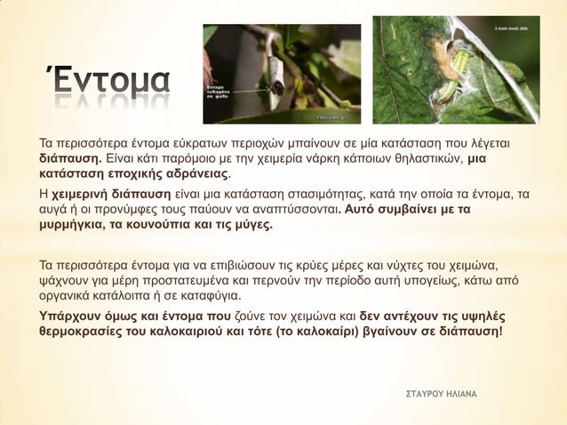 Πέφτουν σε χειμερία νάρκη | PPTX