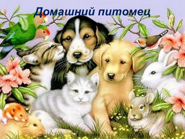 Мой проект - домашний питомец