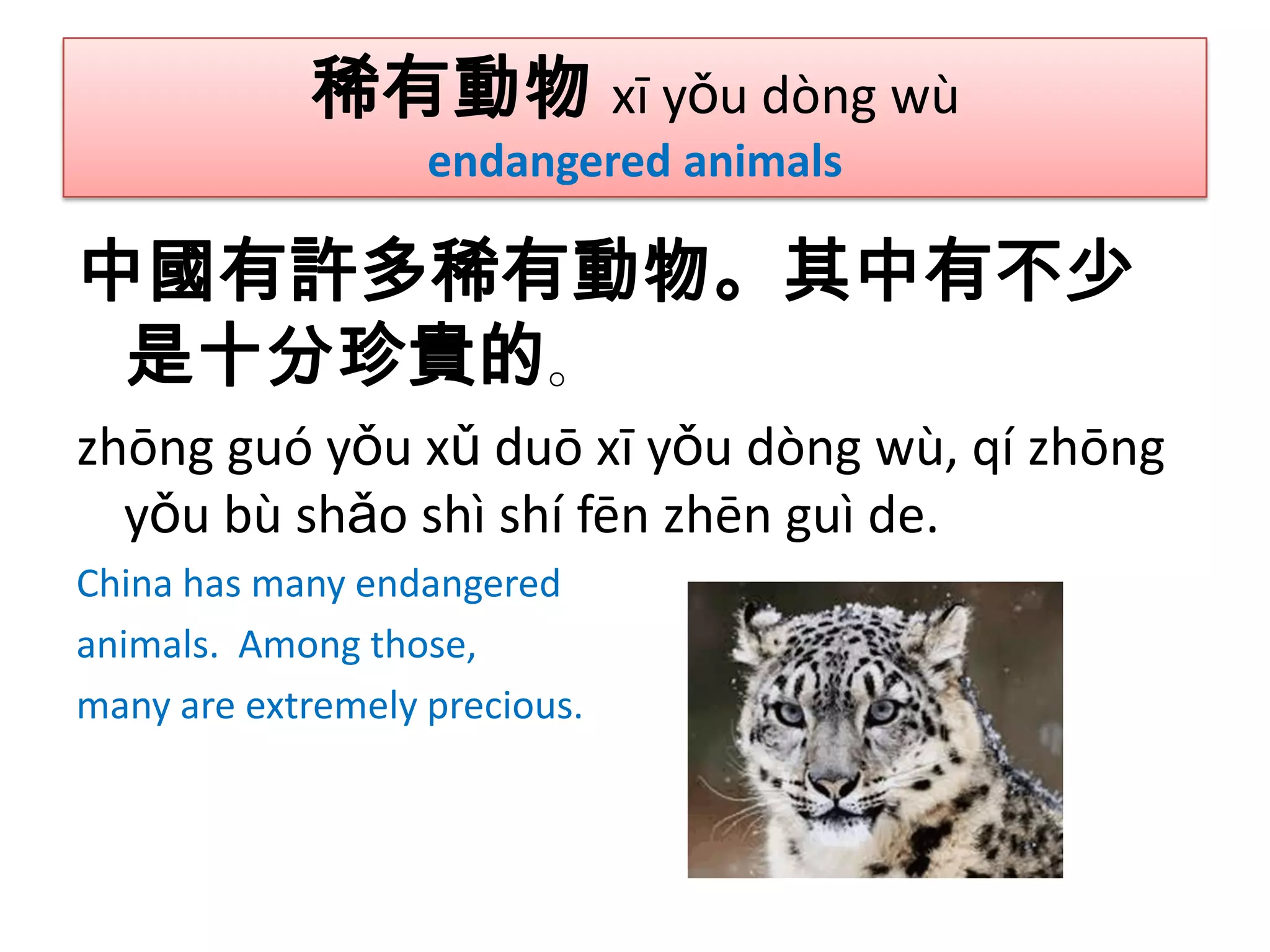 Mandarin, Animal Protection, IB | PPTX