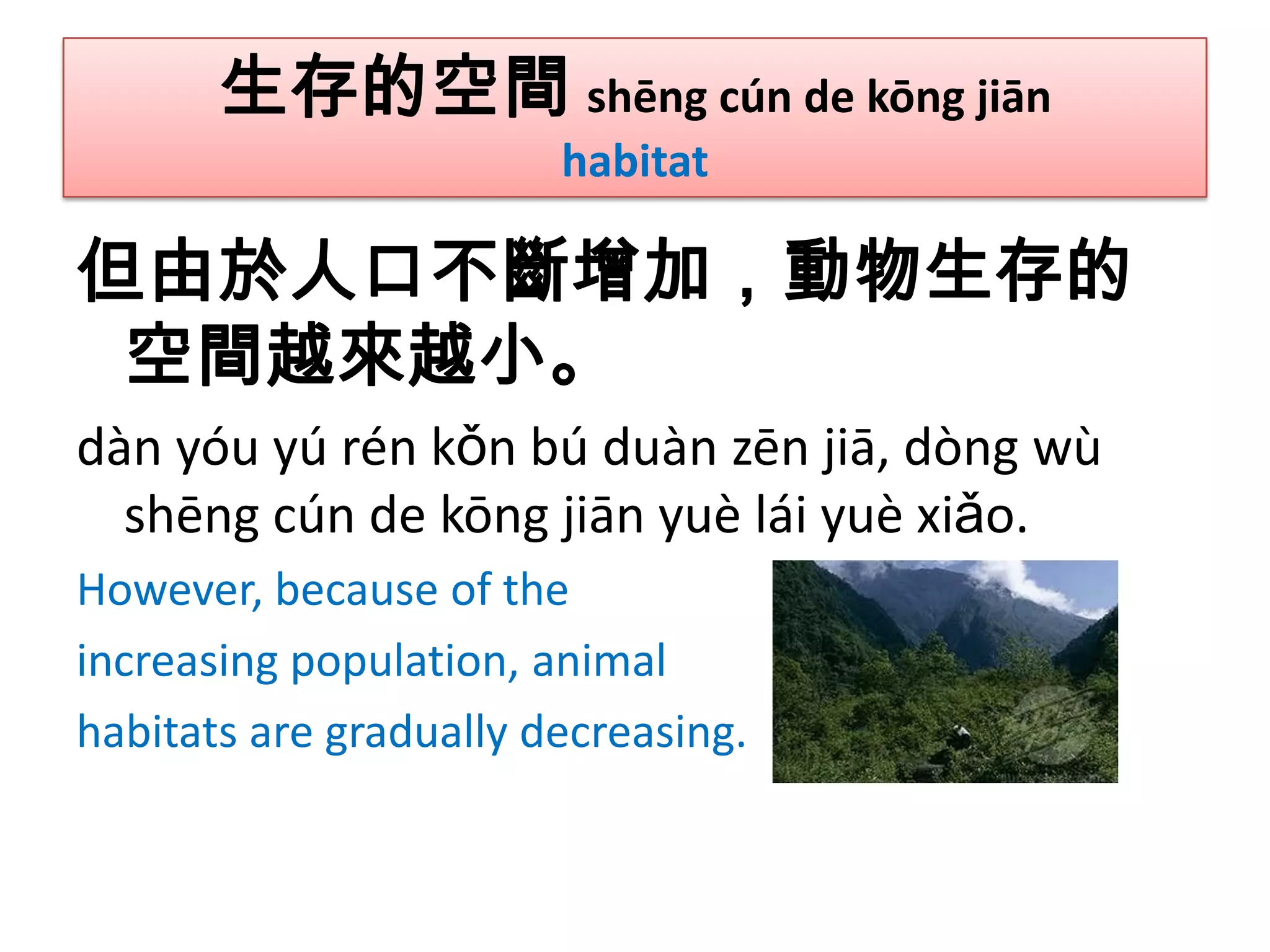 Mandarin, Animal Protection, IB | PPTX