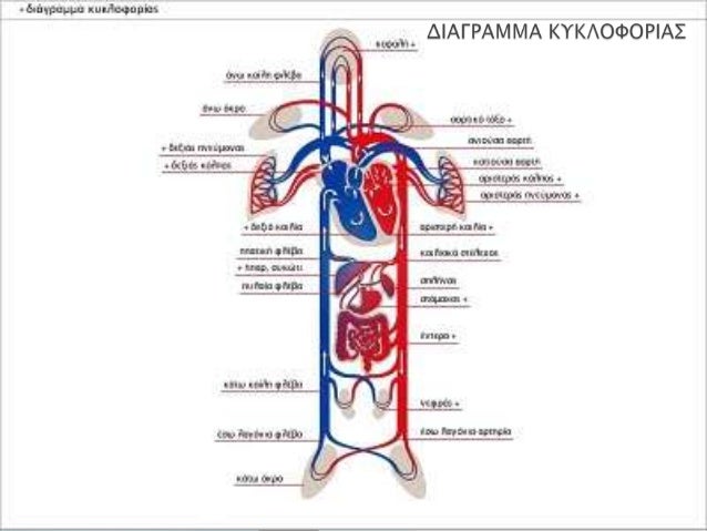 ΦΥΣΙΚΗ - Κυκλοφορικό Σύστημα -Μικρή και μεγάλη κυκλοφορία.