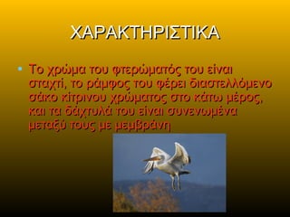 Ο ΑΡΓΥΡΟΠΕΛΕΚΑΝΟΣ | PPT