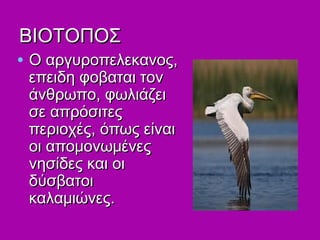 Ο ΑΡΓΥΡΟΠΕΛΕΚΑΝΟΣ | PPT