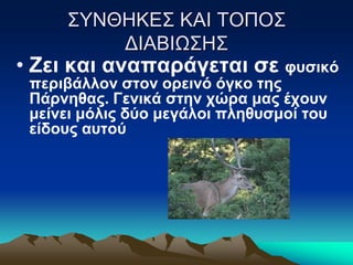 ΤΟ ΚΟΚΚΙΝΟ ΕΛΑΦΙ | PPT