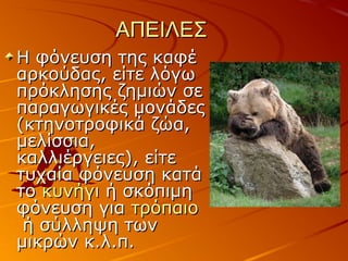 ΚΑΦΕ ΑΡΚΟΥΔΑ | PPT
