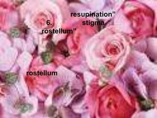 กระถางกาบมะพร้าว | PPTX