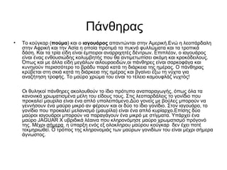 άγρια ζώα_n | PPT