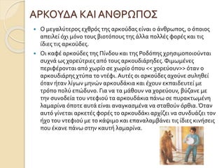 μη κυβερνητικες οργανωσεις | PPTX
