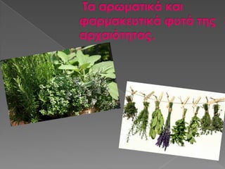 Τα αρωματικά και φαρμακευτικά φυτά της αρχαιότητας | PPT