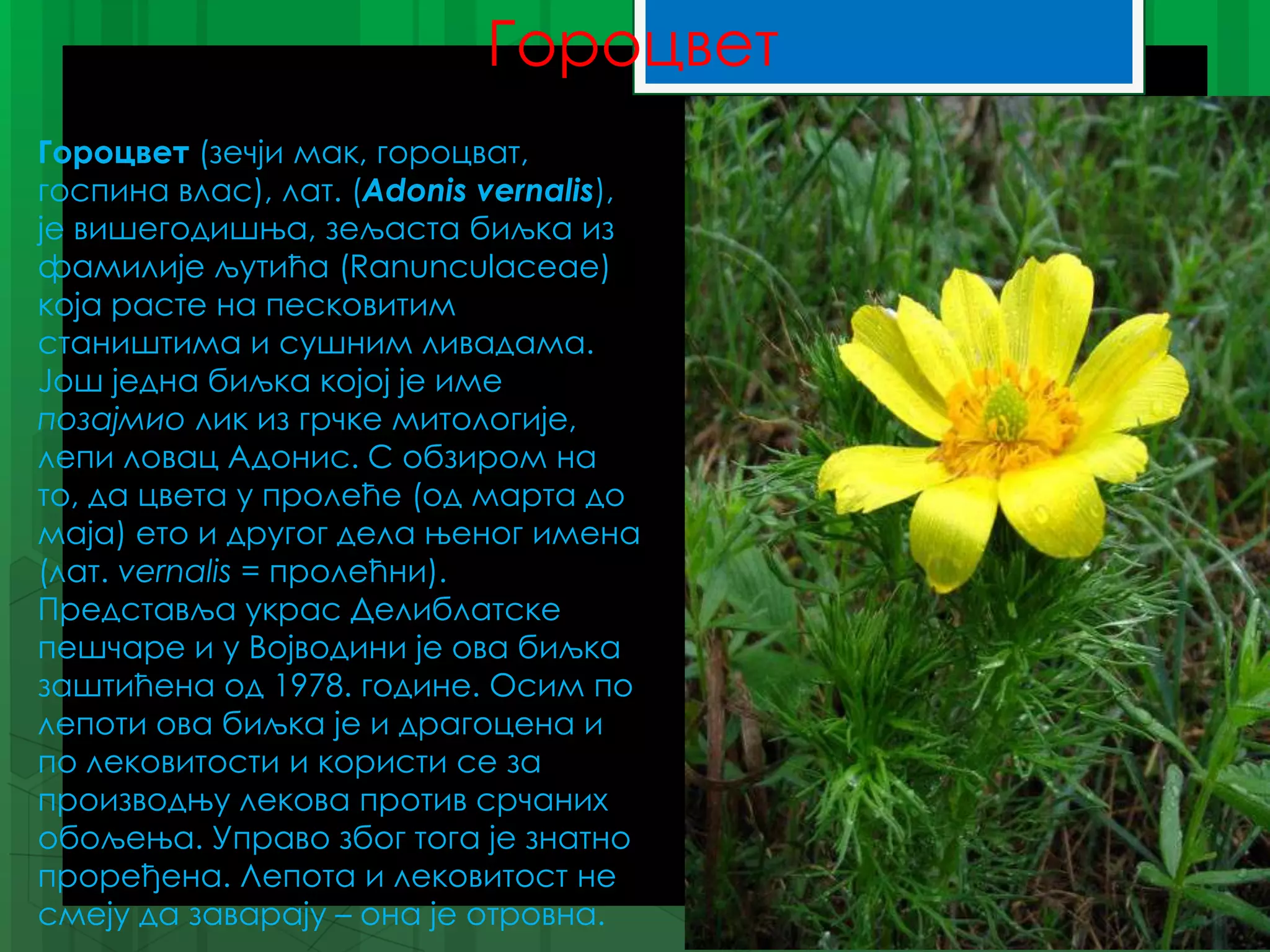 Zaštićene biljne vrste u Srbiji | PPTX