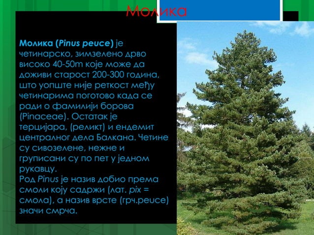 Zaštićene biljne vrste u Srbiji | PPT