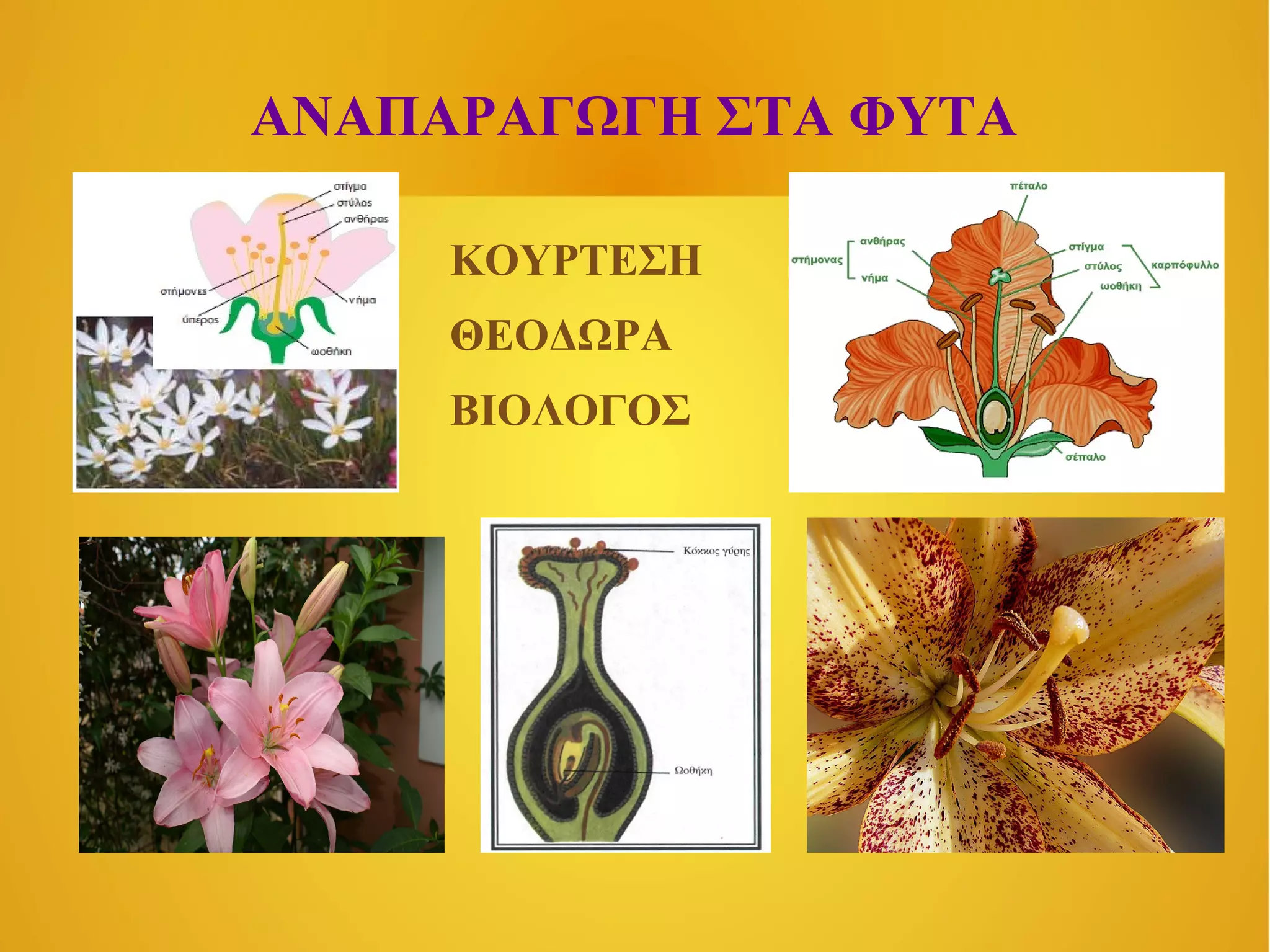 Η αναπαραγωγή στα φυτά βιολογία α γυμνασίου | PPS