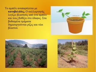 Η αναπαραγωγή στα φυτά βιολογία α γυμνασίου | PPS