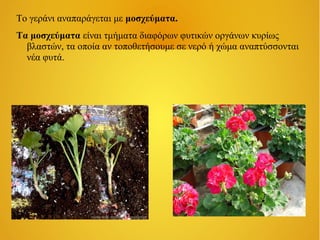 Η αναπαραγωγή στα φυτά βιολογία α γυμνασίου | PPS