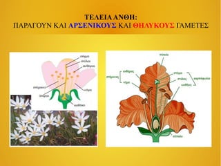 Η αναπαραγωγή στα φυτά βιολογία α γυμνασίου | PPS