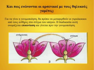 Η αναπαραγωγή στα φυτά βιολογία α γυμνασίου | PPS
