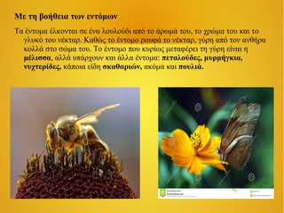 Η αναπαραγωγή στα φυτά βιολογία α γυμνασίου | PPS