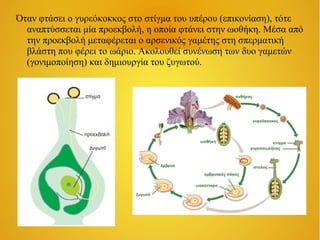 Η αναπαραγωγή στα φυτά βιολογία α γυμνασίου | PPS