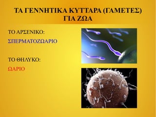 Η αναπαραγωγή στα φυτά βιολογία α γυμνασίου | PPS