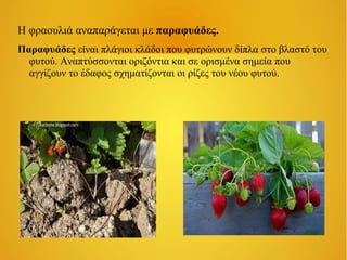 Η αναπαραγωγή στα φυτά βιολογία α γυμνασίου | PPS