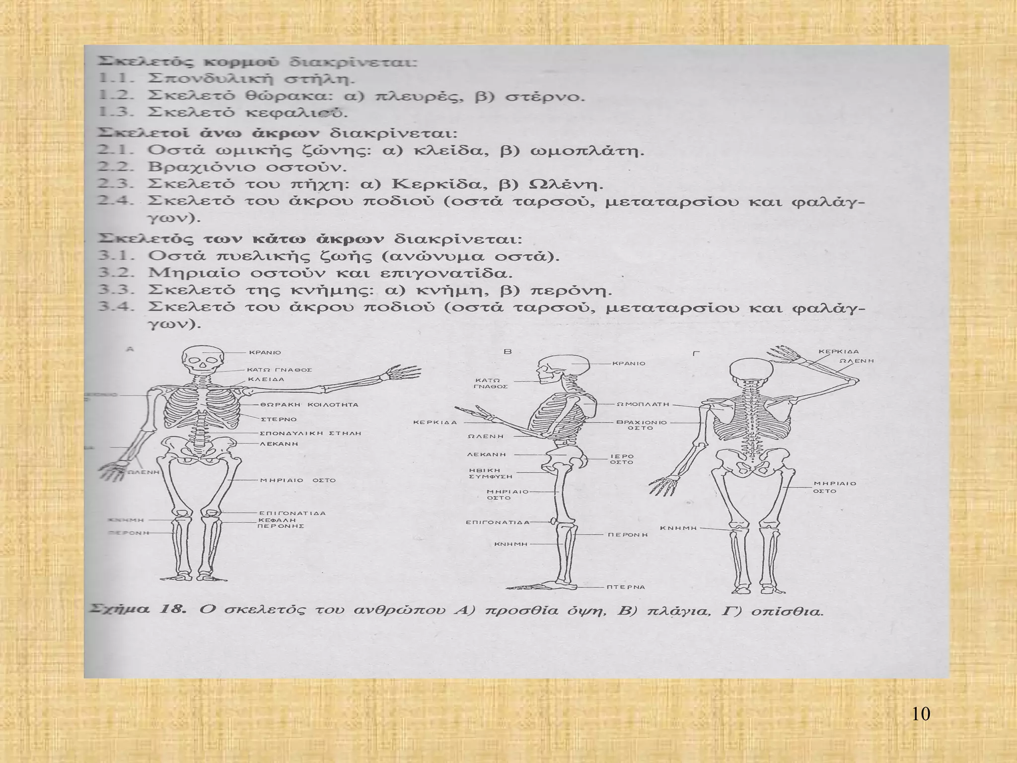 παρουσιαση ερειστικο συστημα οστα-σπονδυλικη στηλη | PPT