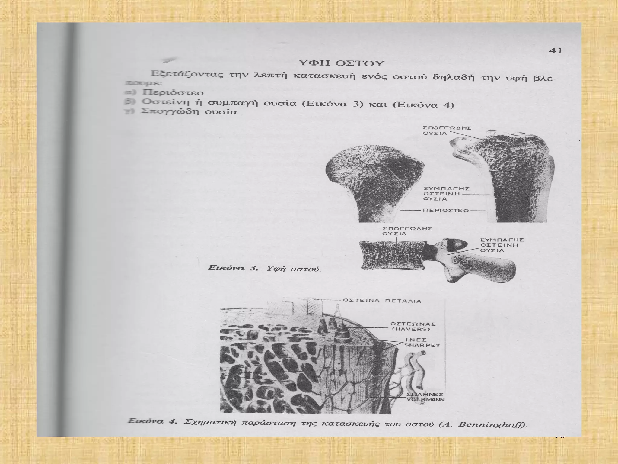 παρουσιαση ερειστικο συστημα οστα-σπονδυλικη στηλη | PPT