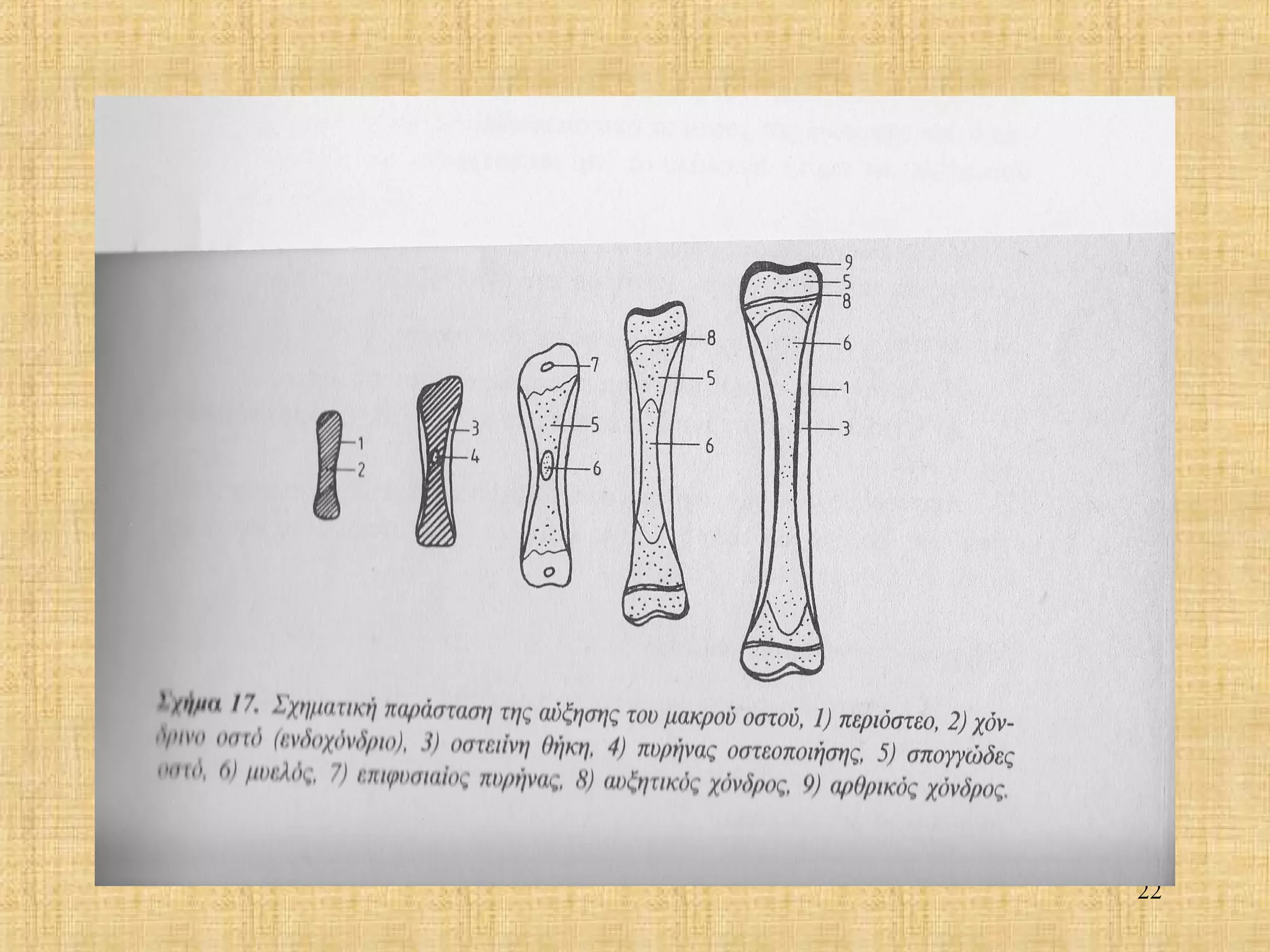 παρουσιαση ερειστικο συστημα οστα-σπονδυλικη στηλη | PPT