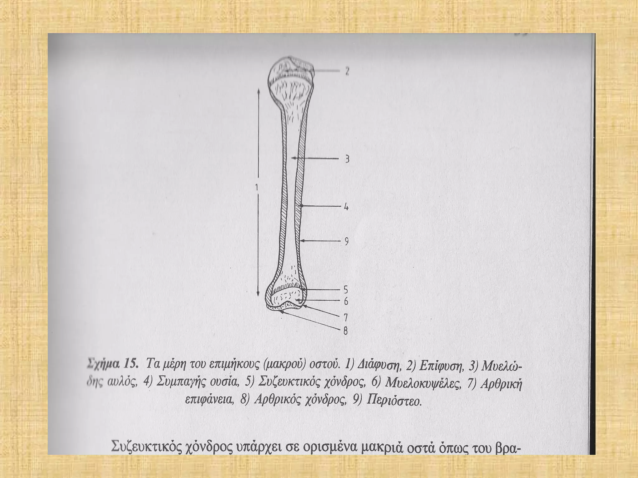 παρουσιαση ερειστικο συστημα οστα-σπονδυλικη στηλη | PPT