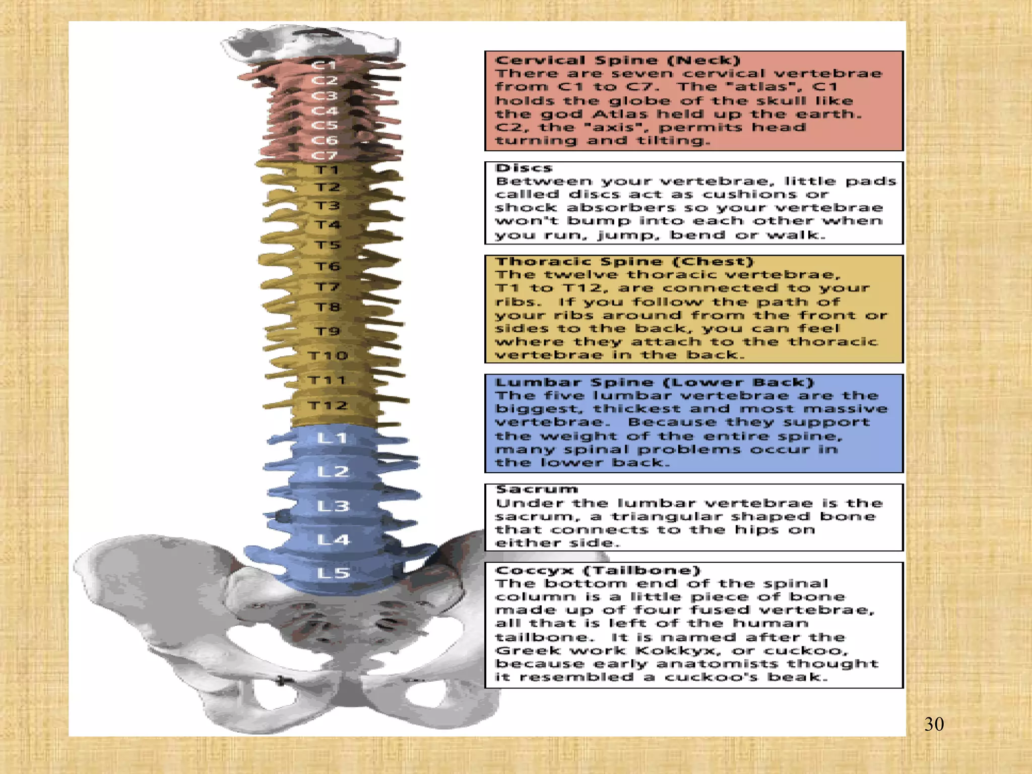 παρουσιαση ερειστικο συστημα οστα-σπονδυλικη στηλη | PPT