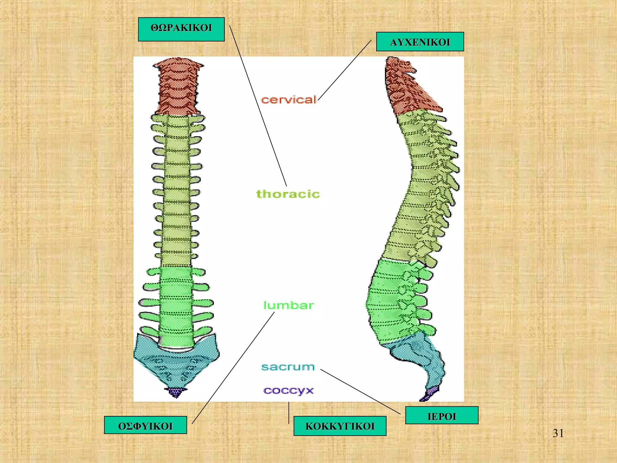 παρουσιαση ερειστικο συστημα οστα-σπονδυλικη στηλη | PPT