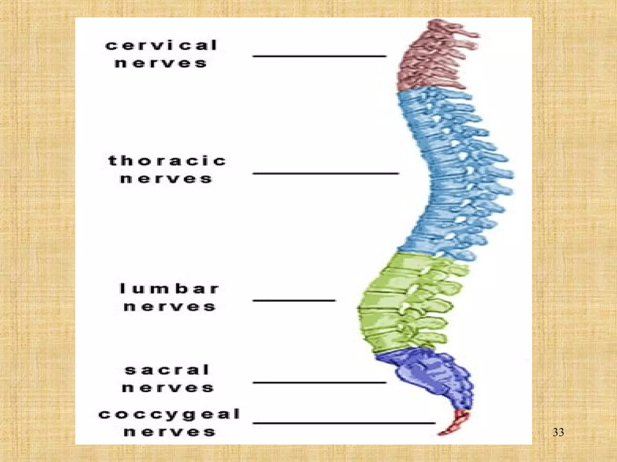 παρουσιαση ερειστικο συστημα οστα-σπονδυλικη στηλη | PPT