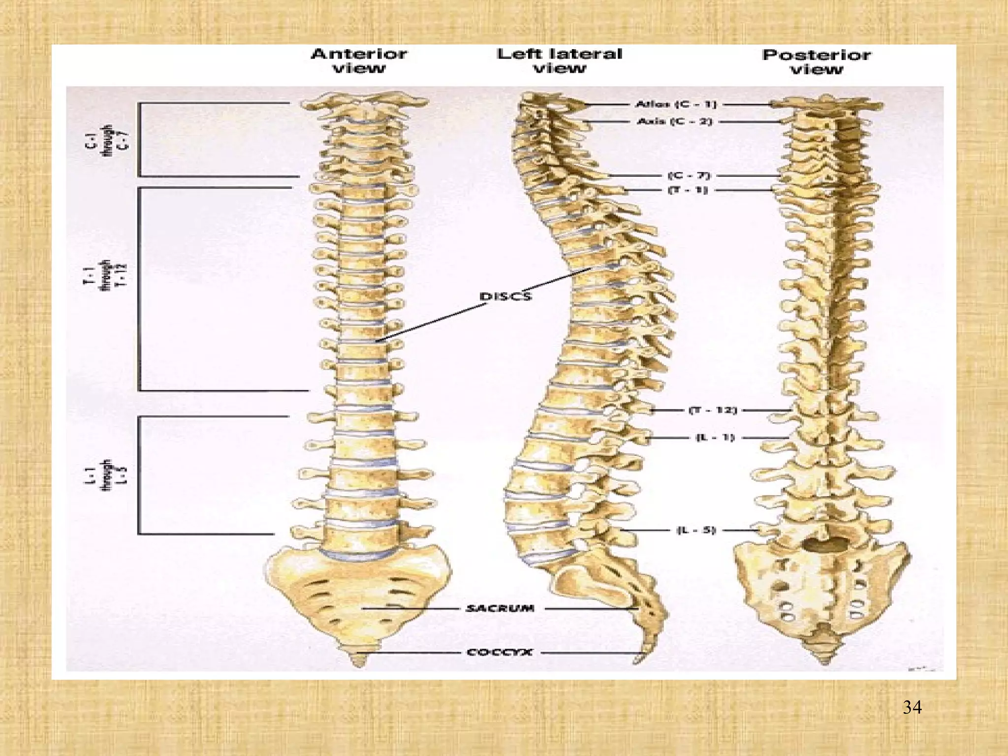 παρουσιαση ερειστικο συστημα οστα-σπονδυλικη στηλη | PPT