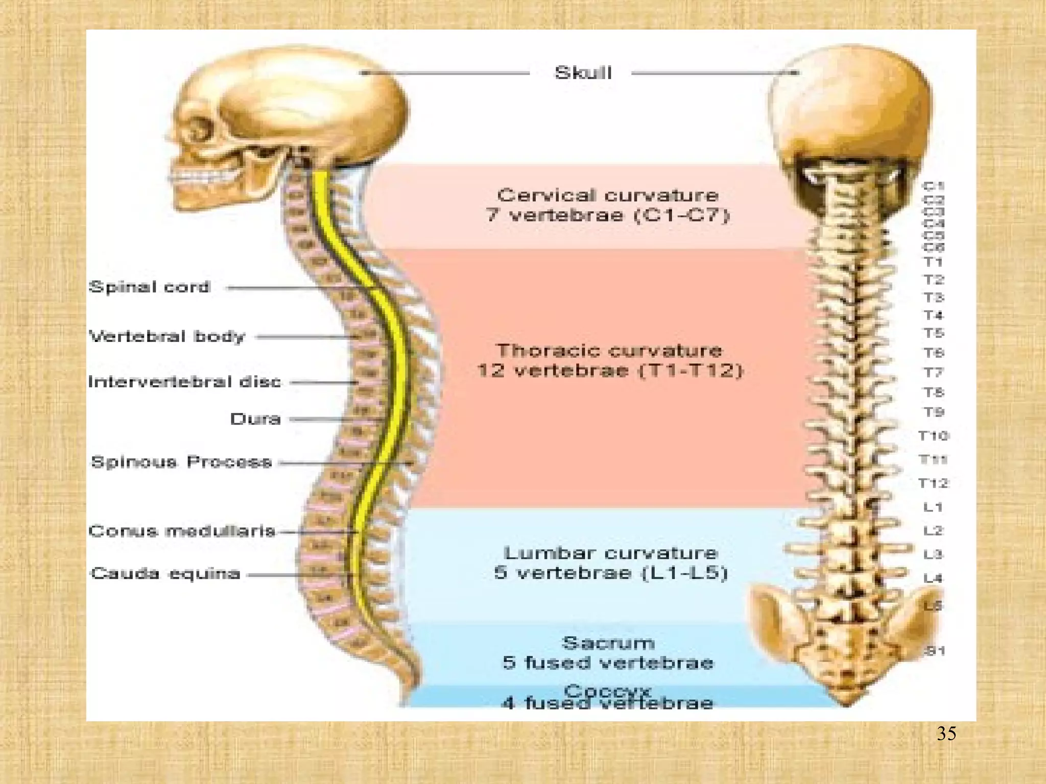 παρουσιαση ερειστικο συστημα οστα-σπονδυλικη στηλη | PPT